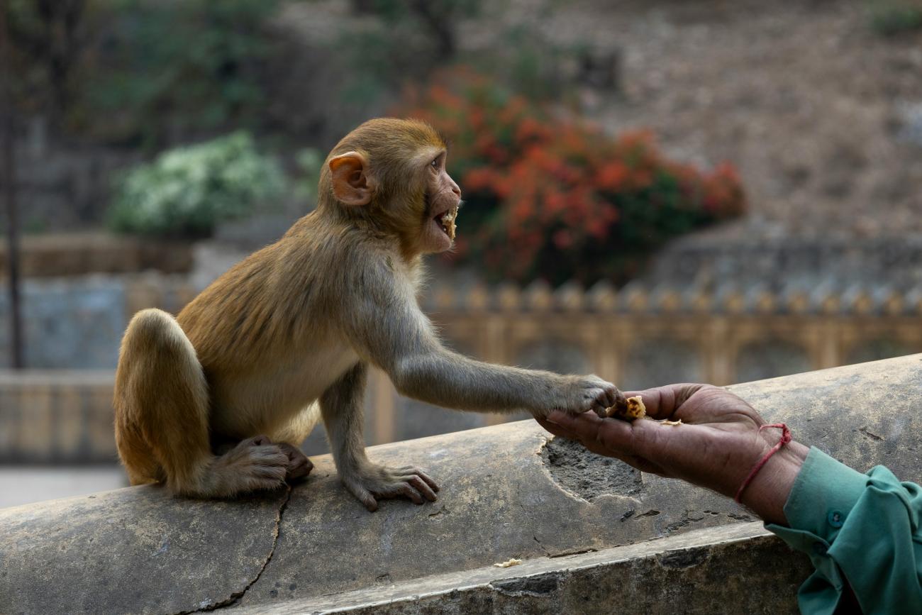 Le cerveau des singes reconnaît les voix humaines | Infuse
